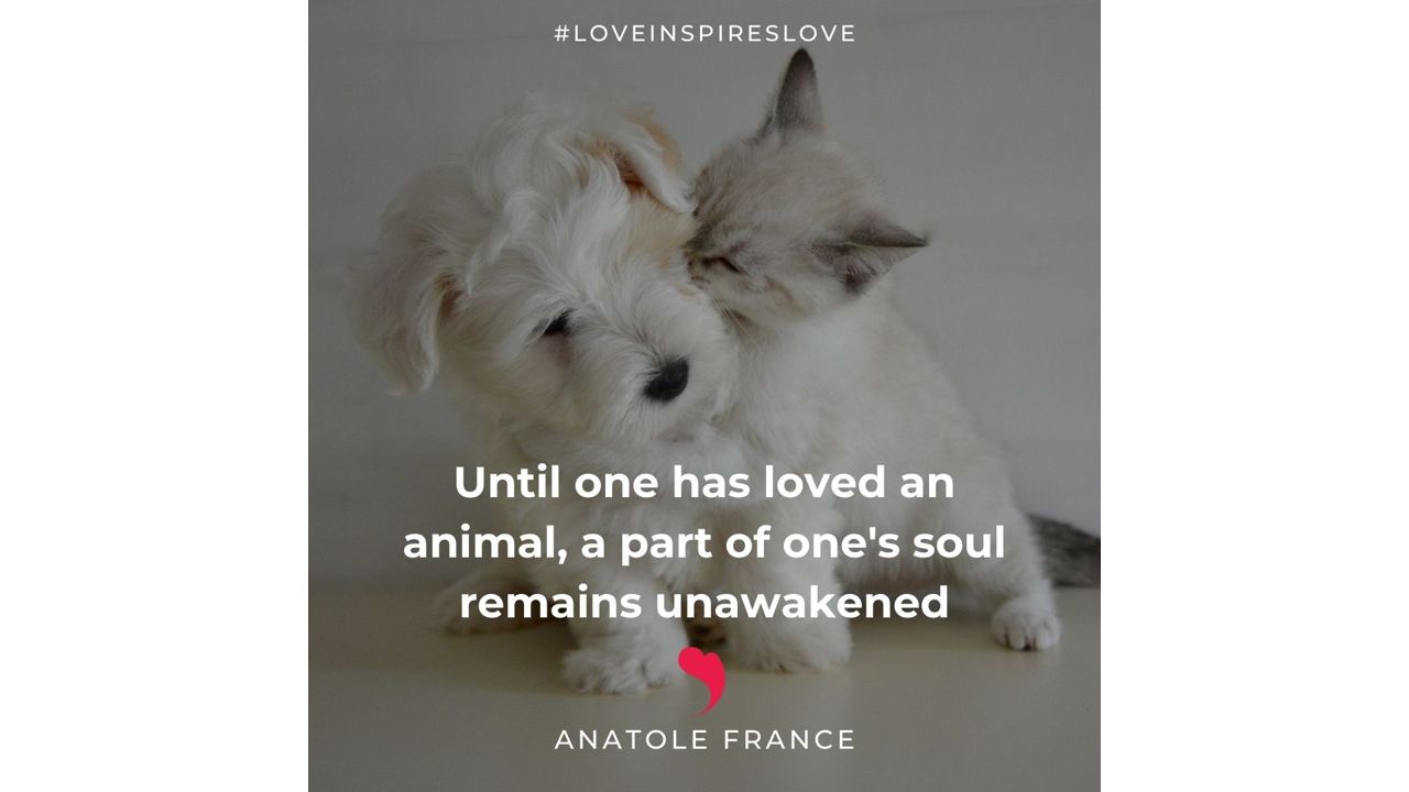 Creatable - National Pet day - Kay Outlet.